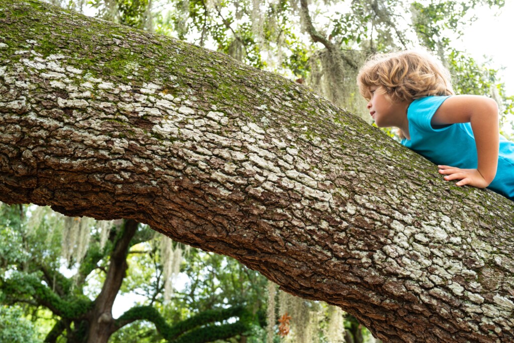 Pacific Tree Climbing | Making Tree Climbing Accessible